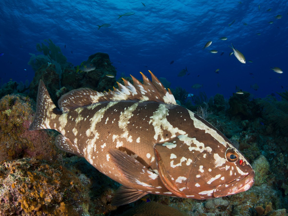Puerta Azul Roatan | Boutique Hotel | Blog | Roatan Groupers